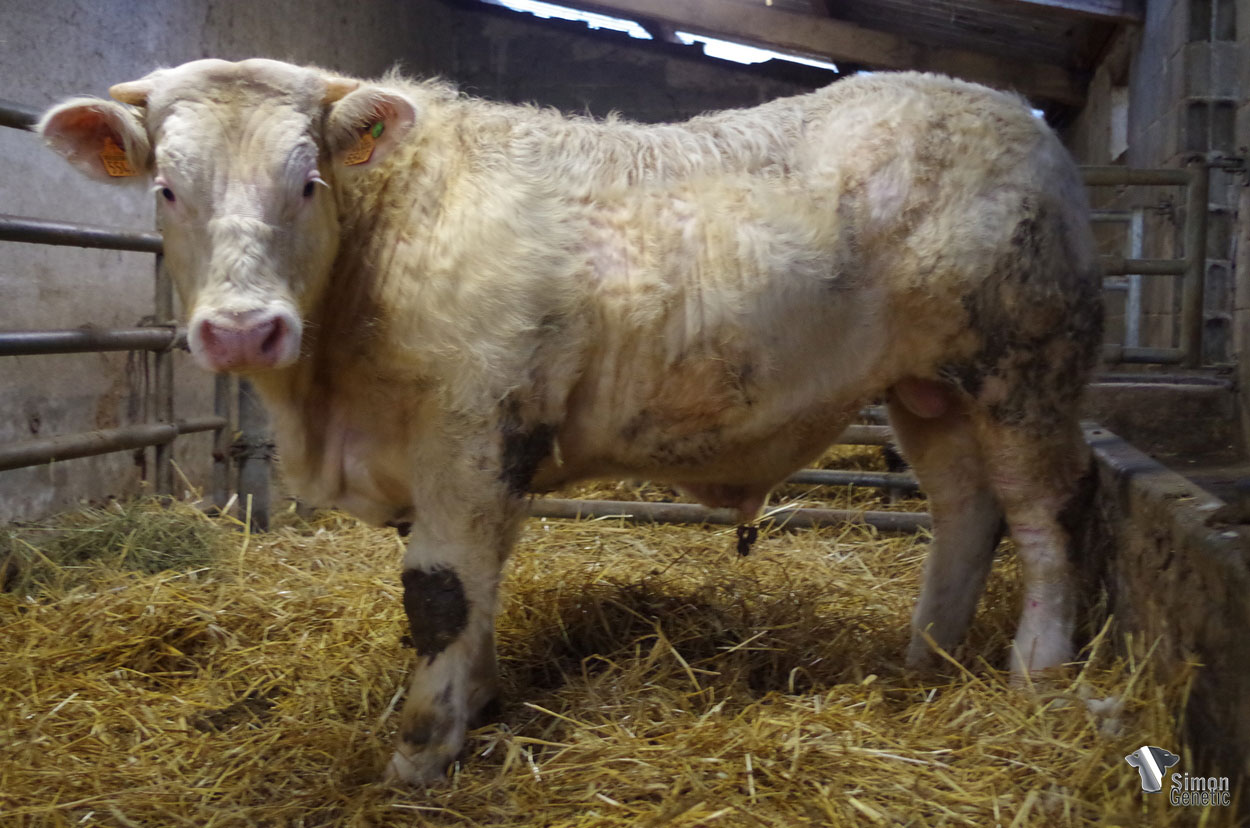 Simon Genetic - Conseils, Promotion d'animaux, Offres commerciales