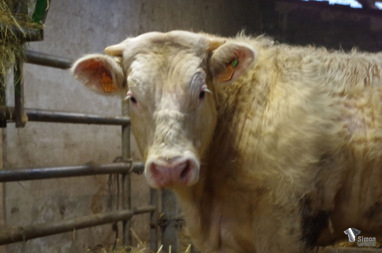 Simon Genetic - Conseils, Promotion d'animaux, Offres commerciales