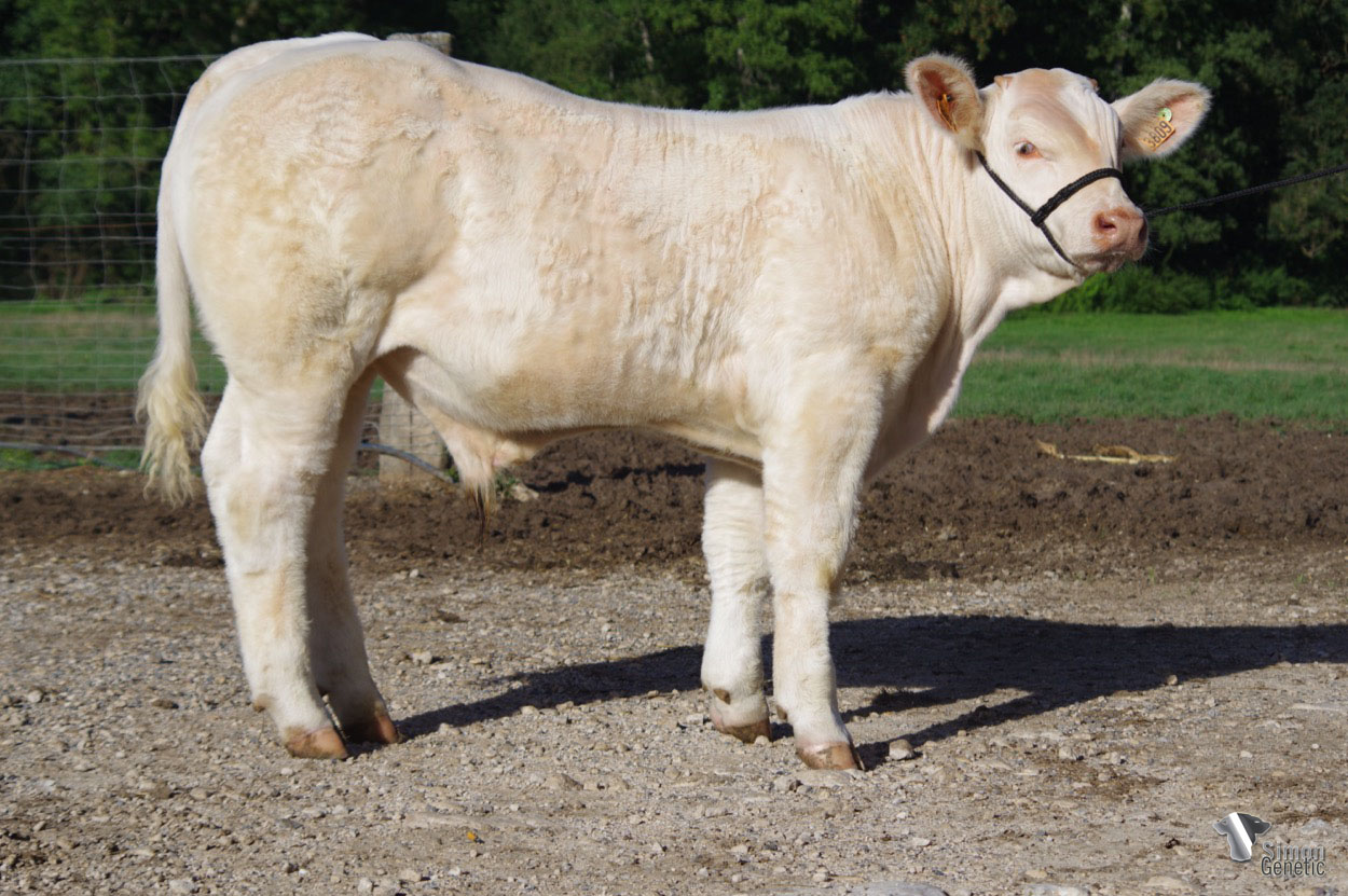 Simon Genetic - Conseils, Promotion d'animaux, Offres commerciales