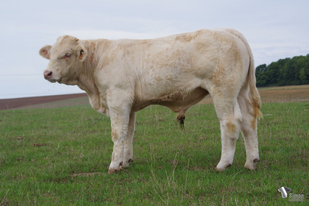 Simon Genetic - Conseils, Promotion d'animaux, Offres commerciales